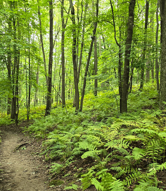 wisconsin postcard nature paradise ftr