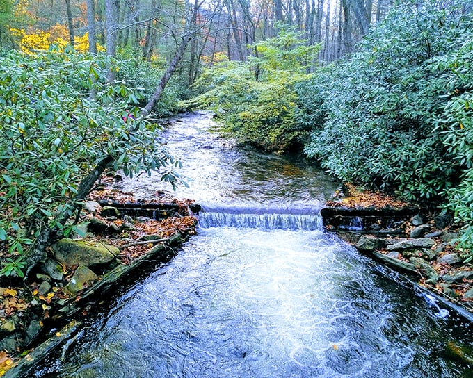 Nature's own watercolor masterpiece – Penns Creek tumbles over a small dam, framed by rhododendrons in their emerald glory. Pure Pennsylvania magic in motion.