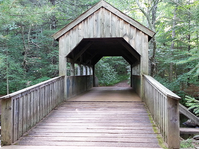 Nature's perfect frame: weathered wood embracing a forest path that practically whispers, "Follow me to somewhere magical." No filter needed on this Connecticut masterpiece.