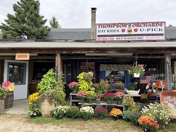 The entrance to apple paradise! Thompson's rustic storefront, adorned with colorful mums, promises authentic Maine charm without the tourist trappings.