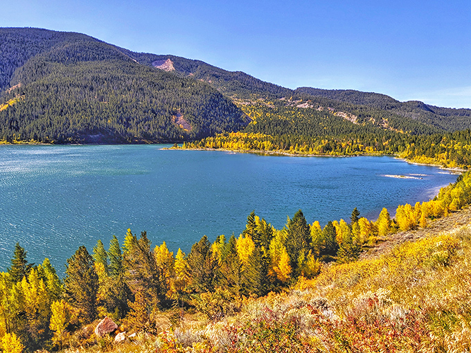 Golden aspens blanket the valley like nature's own treasure chest, proving autumn in Wyoming is absolutely undefeated.