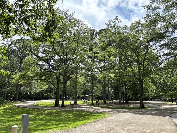 Shaded picnic areas nestled among towering trees offer the perfect spot for family gatherings or a peaceful lunch escape.