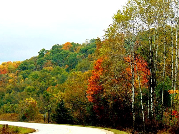 Fall's paintbrush transforms the Driftless byway into a kaleidoscope of colors, where every curve reveals another Instagram-worthy moment.