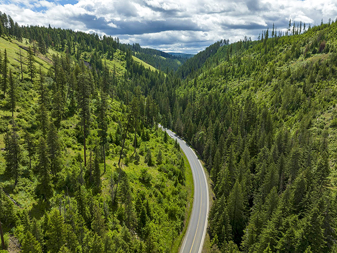 Nature's perfect corridor stretches to the horizon, where towering pines create a living gallery that makes interstate driving feel like watching paint dry.