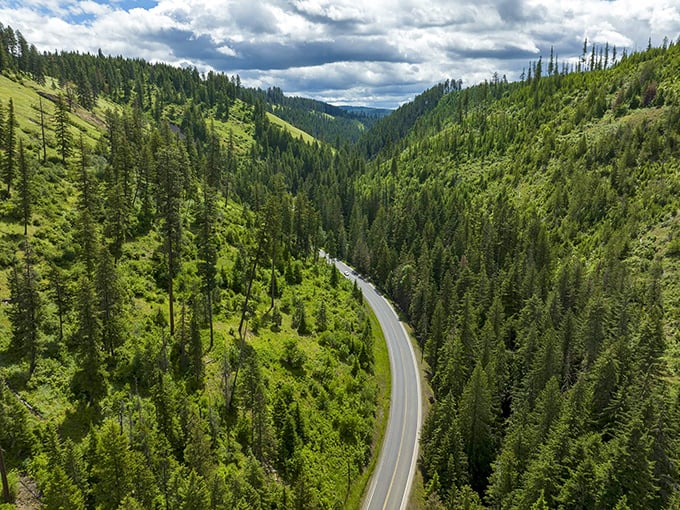 Nature's perfect corridor stretches to the horizon, where towering pines create a living gallery that makes interstate driving feel like watching paint dry.