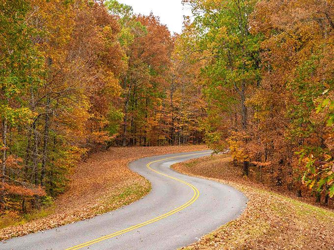 Fall's golden touch transforms the Parkway into a winding ribbon of possibility, where each bend promises adventures that Instagram filters couldn't possibly improve.