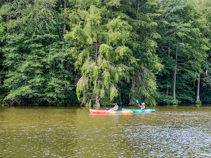 Kayakers glide through nature's cathedral as feathery cypress trees create the perfect canopy. Who needs meditation apps when you've got this?