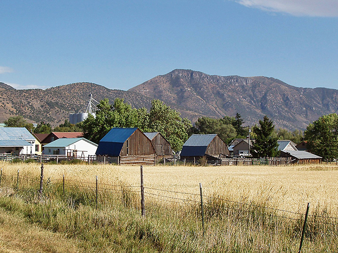 Golden fields stretch toward rugged mountains, where weathered barns stand as sentinels of simpler times. Idaho's landscape poetry doesn't need Instagram filters.