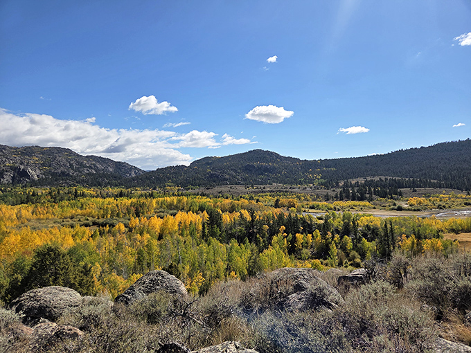 Golden aspens blanket the valley like nature's own treasure chest, proving autumn in Wyoming is absolutely undefeated.