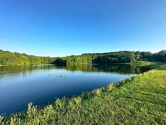 Peaceful moments enjoying the sun, greenery, and friendly ducks at Ferne Clyffe State Park in Goreville, Illinois.