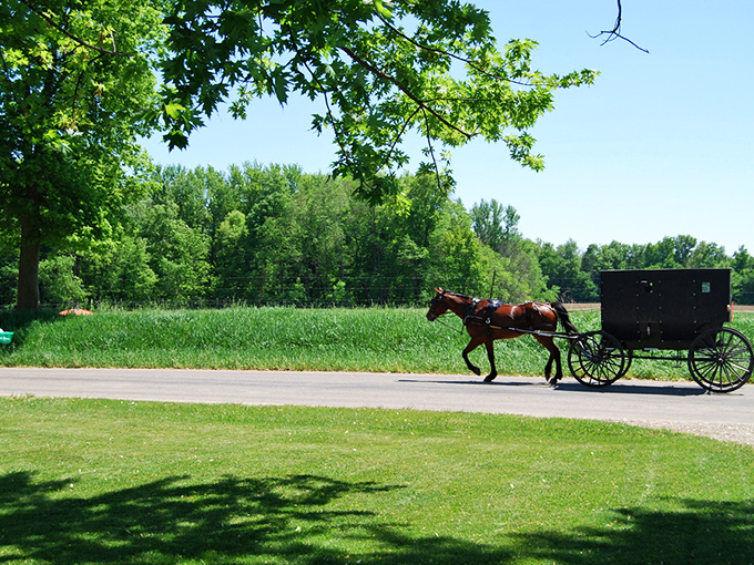Nature provides the canopy, tradition supplies the transportation. An Amish buggy glides through Indiana's countryside, reminding us that some highways are best traveled slowly.