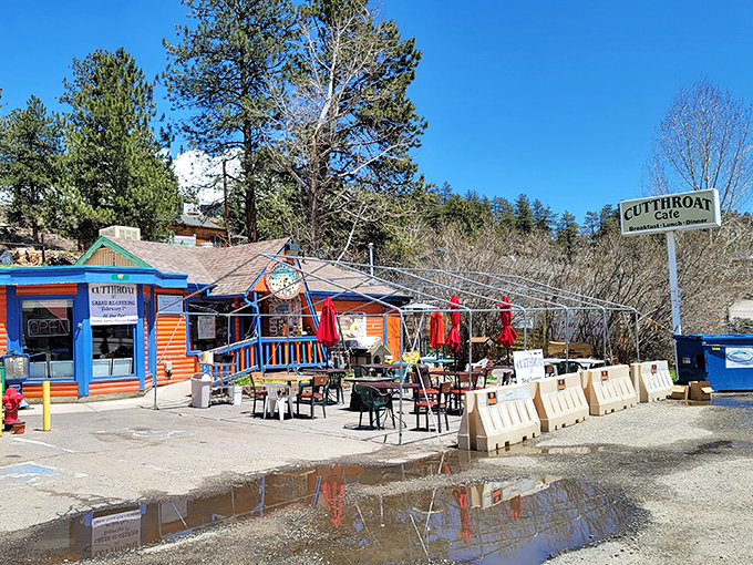 The rainbow trout of roadside diners! Cutthroat Cafe's vibrant blue and orange exterior stands out against the Colorado pines like a cheerful mountain mirage.