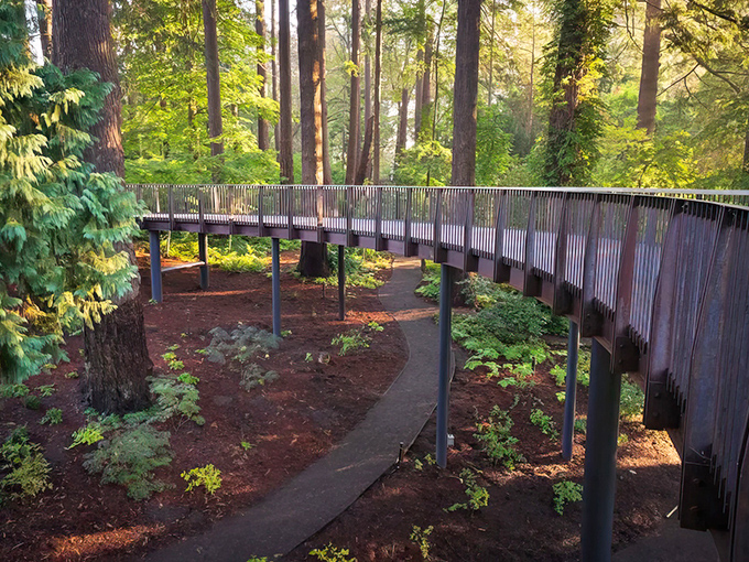 The elevated walkway curves through the forest like nature's own highway, minus the traffic and road rage.