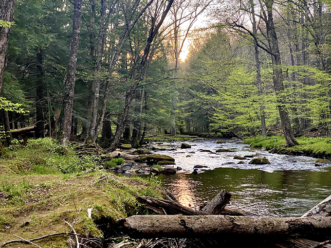 Nature's symphony in full swing! The gentle babble of this stream through Allegany's ancient forest creates the soundtrack city dwellers dream about.