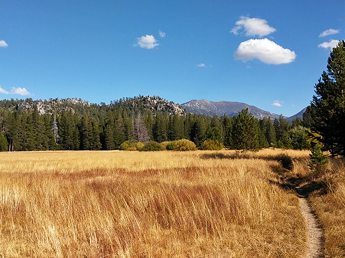 Nature&rsquo;s perfect balancing act: golden meadows meet towering pines beneath a sky so blue it looks Photoshopped, inviting you to lose yourself deeper in the wilderness.