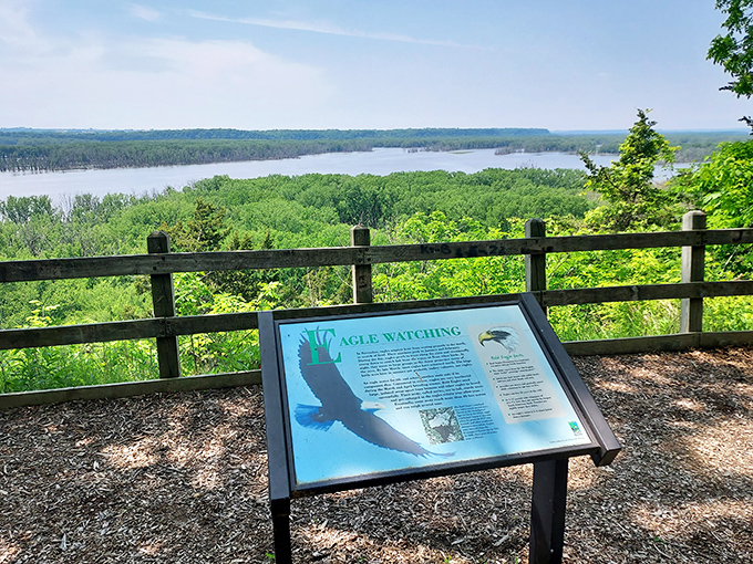 Nature's balcony awaits! The Mississippi River unfurls below like a blue ribbon, while informational displays teach you about the majestic bald eagles that call this paradise home.
