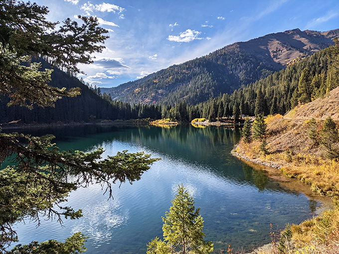 Golden aspens blanket the valley like nature's own treasure chest, proving autumn in Wyoming is absolutely undefeated.
