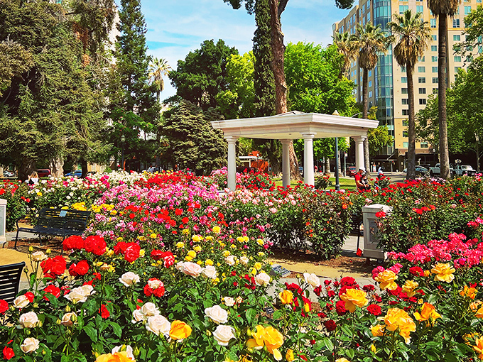A kaleidoscope of roses surrounds a classical white gazebo, creating nature's perfect frame for Sacramento's urban skyline beyond.