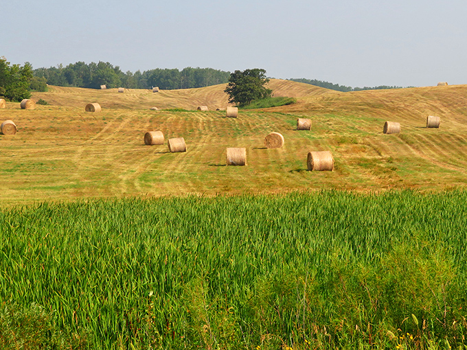 Rolling hills dotted with hay bales stretch toward the horizon, a quintessential North Dakota landscape that serves as the perfect prelude to the forest's surprises.