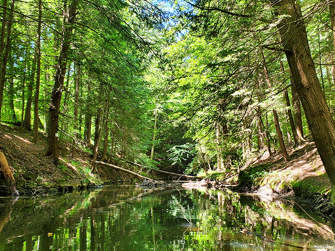 Nature's secret corridor awaits at Lackawanna, where sunlight filters through towering trees, creating an emerald tunnel that makes you forget emails exist.