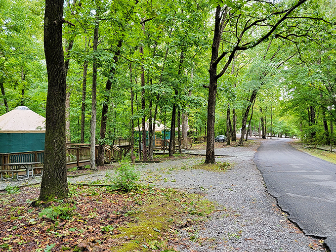 Yurts among the trees! These cozy forest dwellings prove that "roughing it" can actually mean "living your best woodland life."