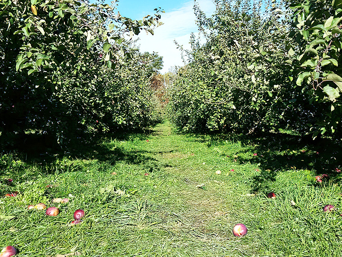 Nature's cathedral awaits between these apple-laden rows. The perfect Maine afternoon involves wandering these paths, hunting for that perfect McIntosh.