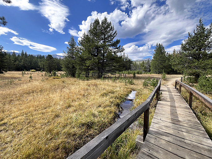 Nature's perfect balancing act: golden meadows meet towering pines under a sky so blue it looks Photoshopped. The wooden boardwalk invites you deeper into the wilderness.
