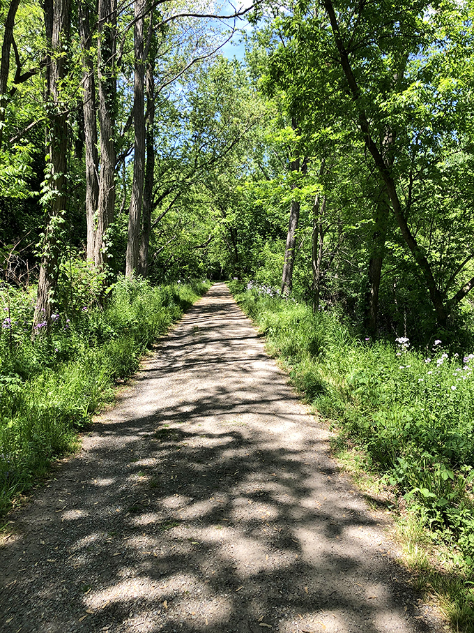 Nature's air conditioning comes standard on the Chuctanunda Creek Trail, where dappled sunlight creates patterns no interior designer could invoice you for.
