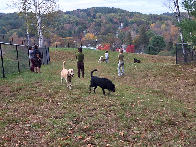 Even Vermont dogs appreciate a good view&mdash;this canine social club offers four-legged residents a place to network while their humans admire fall foliage.