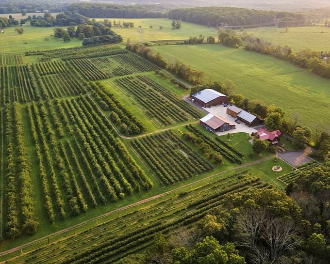 From above, the orchard reveals its magnificent patchwork of cultivation. Each row tells a story of seasonal rhythms and agricultural artistry.