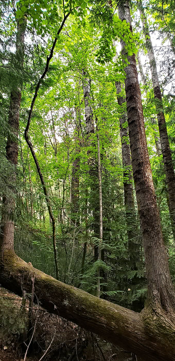 Towering pines create a cathedral-like canopy in the forests surrounding Sandpoint. Where hiking feels like walking through nature's own Notre Dame.