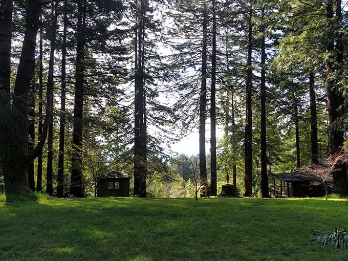 Redwoods create nature's cathedral in the clearings around Occidental, where sunlight filters through in divine rays.