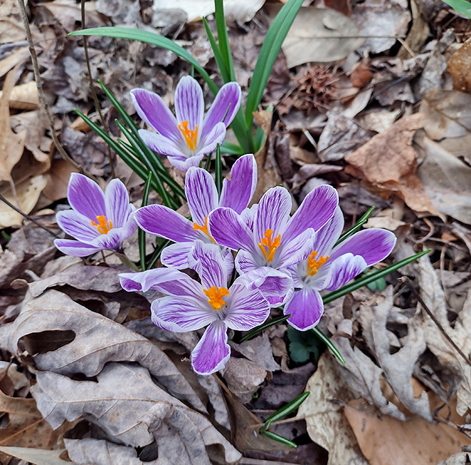These purple crocuses push through last year's leaves like they're late for an important spring appointment they can't miss.