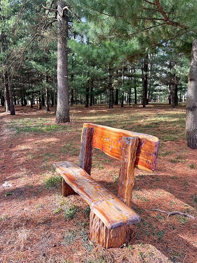 This handcrafted bench invites contemplation among the pines. Nature's waiting room, but with better magazines and no outdated health posters.