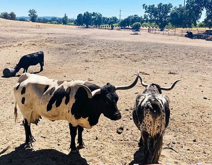 Texas Longhorns roam the property, bringing Western authenticity without requiring you to learn how to lasso anything.