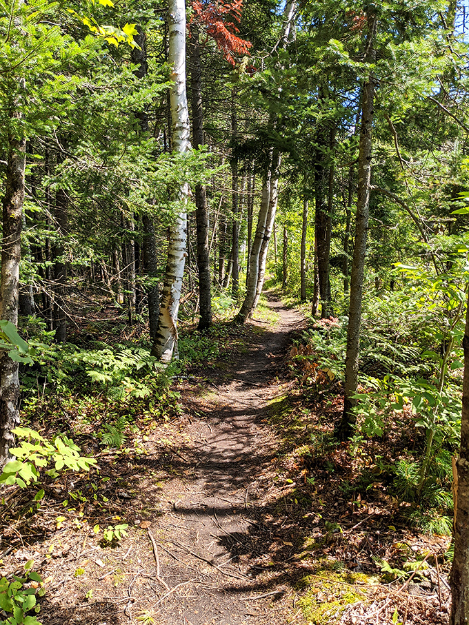 Nature's red carpet treatment. This winding trail through birch and pine invites you to forget your phone exists for a while.