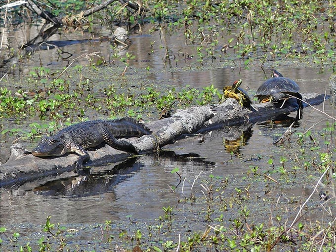Sunbathing, Louisiana-style. This alligator has mastered the art of retirement: find a warm spot and don't move until dinner time.
