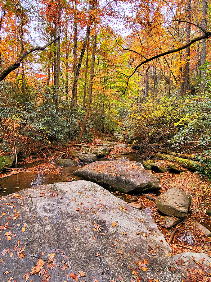 Autumn transforms the forest into a masterpiece that would make any artist weep with envy and reach for their camera.