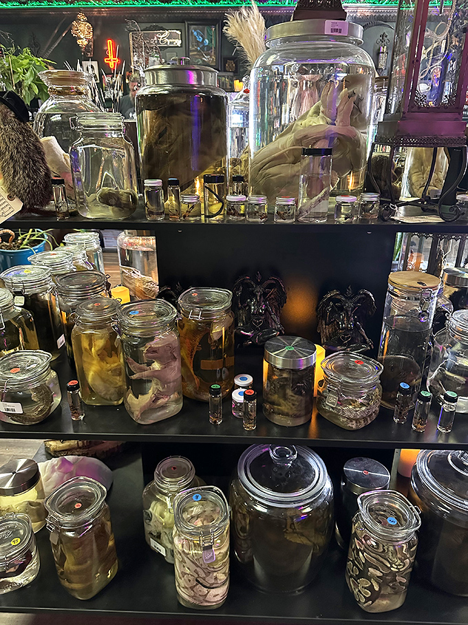 The wet specimen collection transforms science into art, with preserved curiosities floating serenely in jars like biological time capsules.