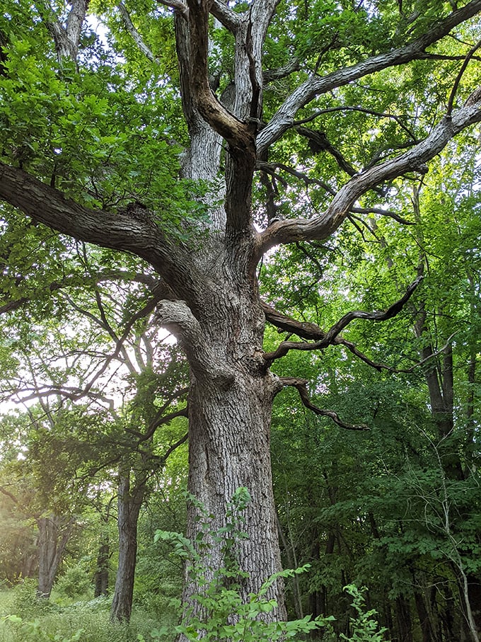 Ancient sentinels like this majestic oak have witnessed generations of Iowans finding solace beneath their sprawling canopies.