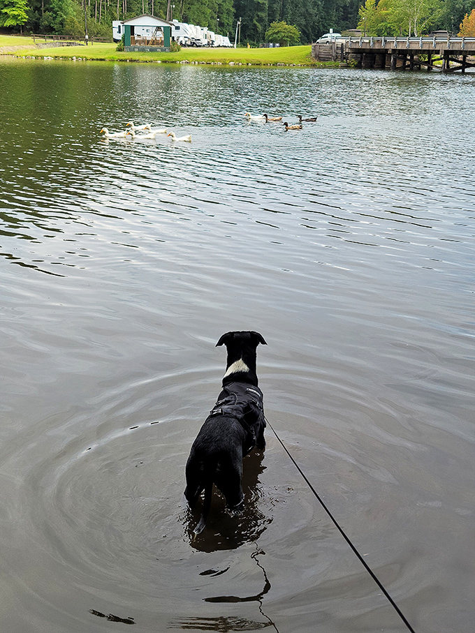 Even dogs understand the appeal of Lake Lurleen&mdash;this pup's keeping a watchful eye on those ducks while enjoying a refreshing dip.