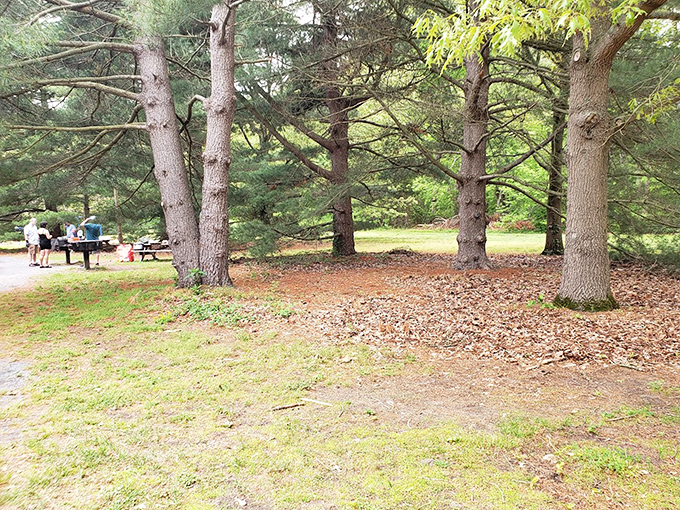 Picnic areas under towering pines make even gas station sandwiches taste like they came from a fancy outdoor bistro.