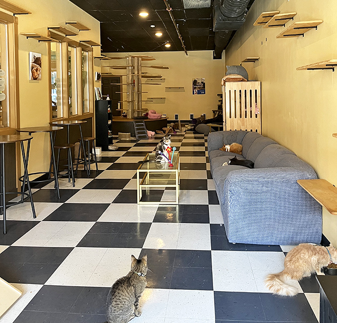 Spot the tabby exploring the checkered floor while a fluffy friend enjoys a snack near the comfy blue couch.