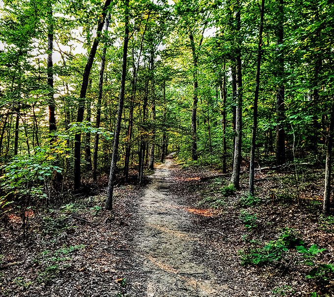 The forest path beckons with promises of adventure, or at minimum, enough steps to justify that second s'more around tonight's campfire.