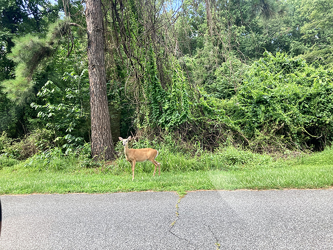 Excuse me, you're in my dining room. Elk Neck's resident deer often appear with the nonchalance of suburban neighbors checking their mail.