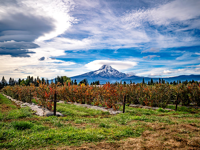 Gaze at the majestic Mount Hood standing tall over the colorful orchard rows at the lovely Draper Girls Country Farm.
