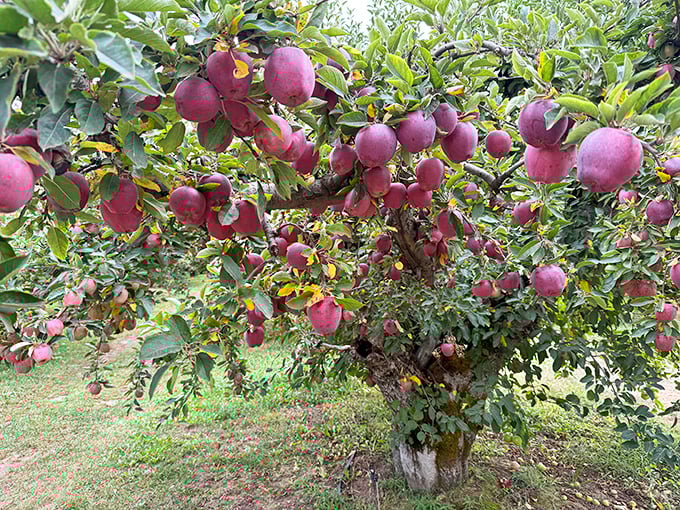 Peaches glowing in the sunlight &ndash; nature's way of saying "Pick me, I'm perfect!"