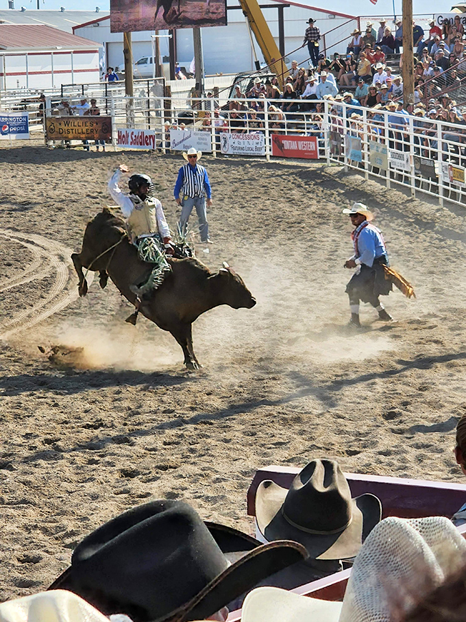 Nothing says "authentic Montana" like watching a bull rider defy physics and common sense while spectators in cowboy hats judge technique from safe distances.