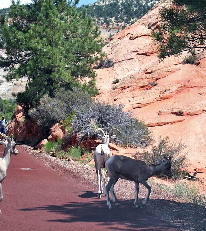 Local residents with excellent balance and zero concern for heights. These bighorn sheep treat sheer cliffs like casual sidewalks.