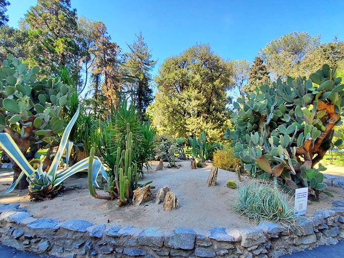 Beyond the roses, Capitol Park's cactus garden showcases California's diverse plant life with sculptural succulents reaching for the sky.